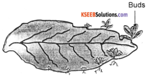 KSEEB Class 10 Science Important Questions Chapter 8 How do Organisms ...