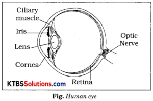 KSEEB Solutions for Class 8 Science Chapter 16 Light – KTBS Solutions