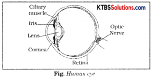 KSEEB Solutions for Class 8 Science Chapter 16 Light – KTBS Solutions